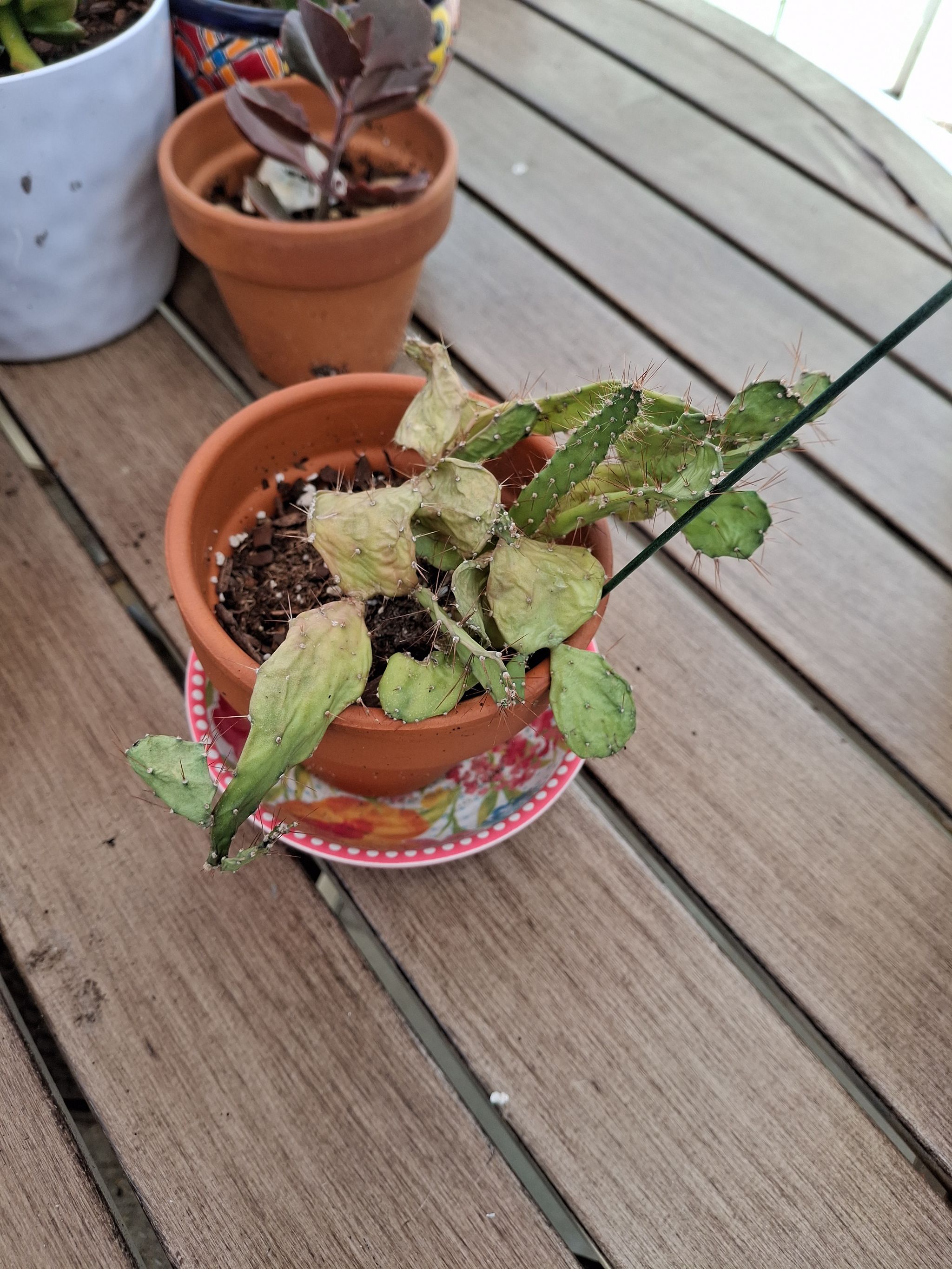 Angel Wings Cactus Plant Care: Water, Light, Nutrients | Greg App 🌱