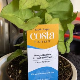 Huckleberry Fern | A plant by @MerrySpicebush on Greg