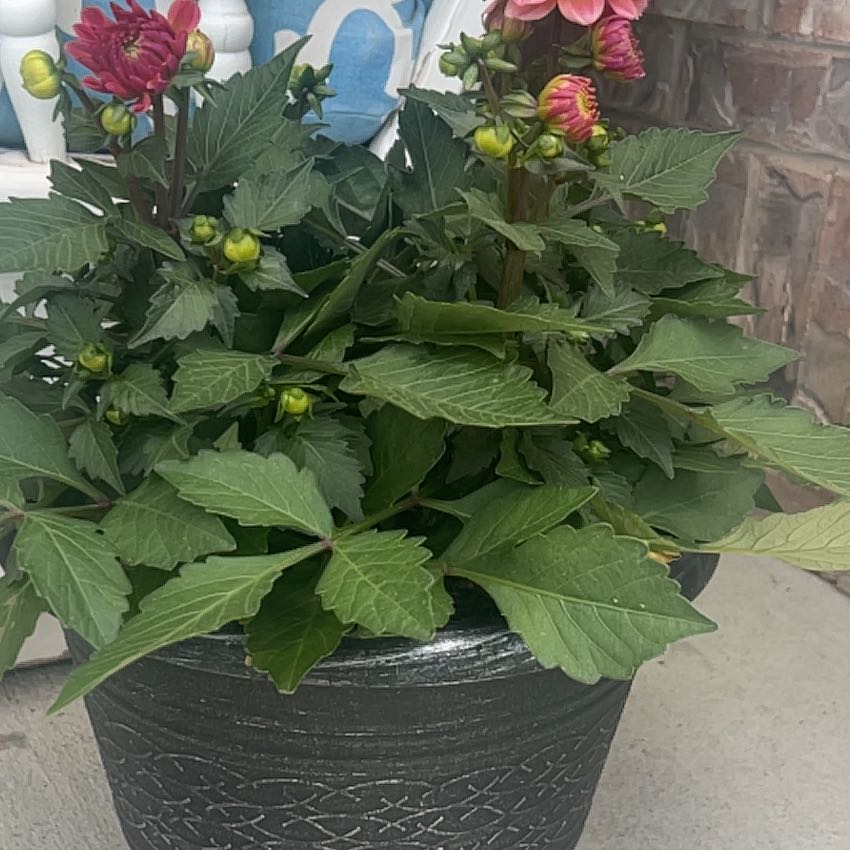 Dallie | A plant by @lifeasarobin on Greg