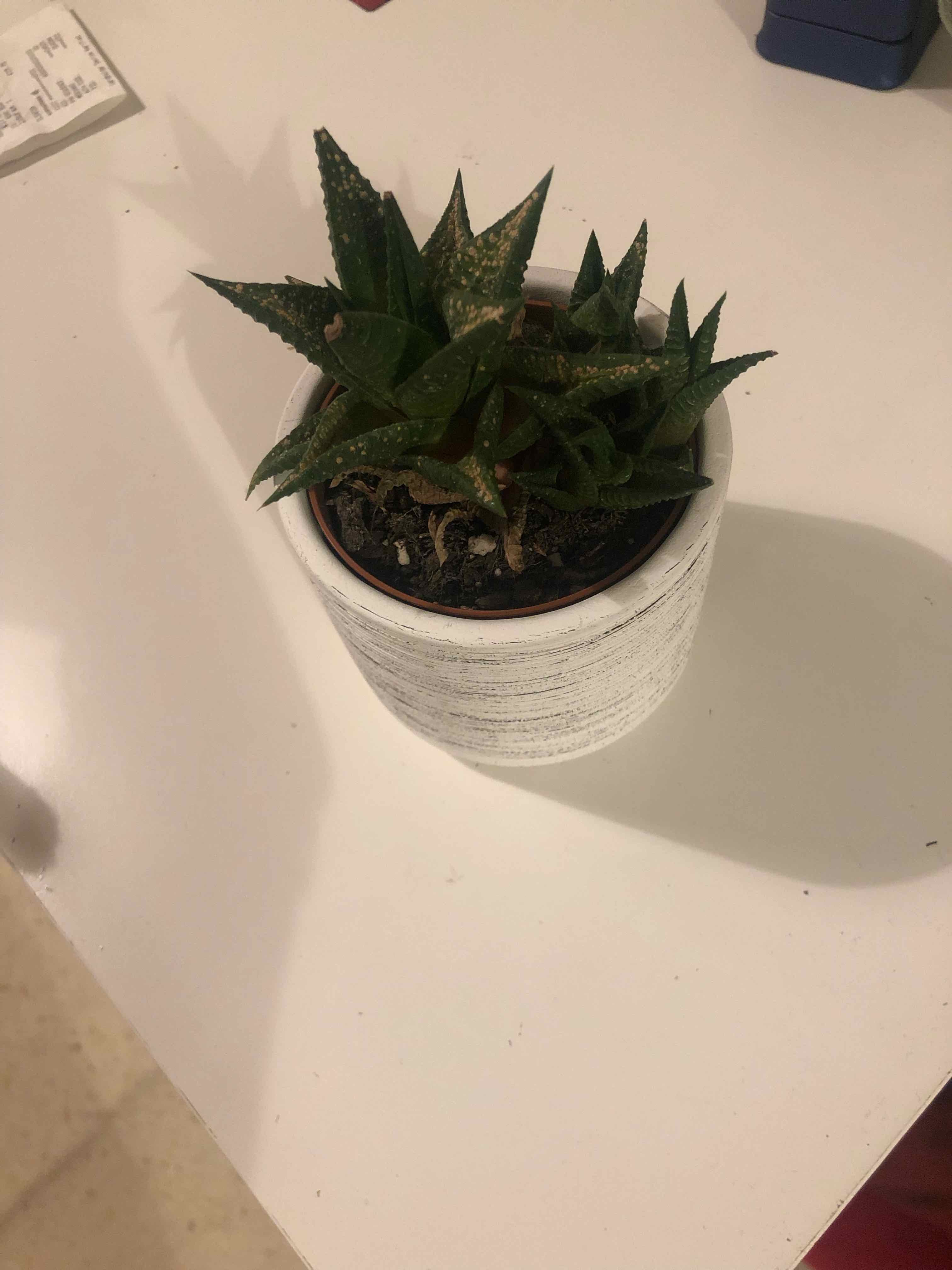 What Temperature Does My Haworthia Alba Need?