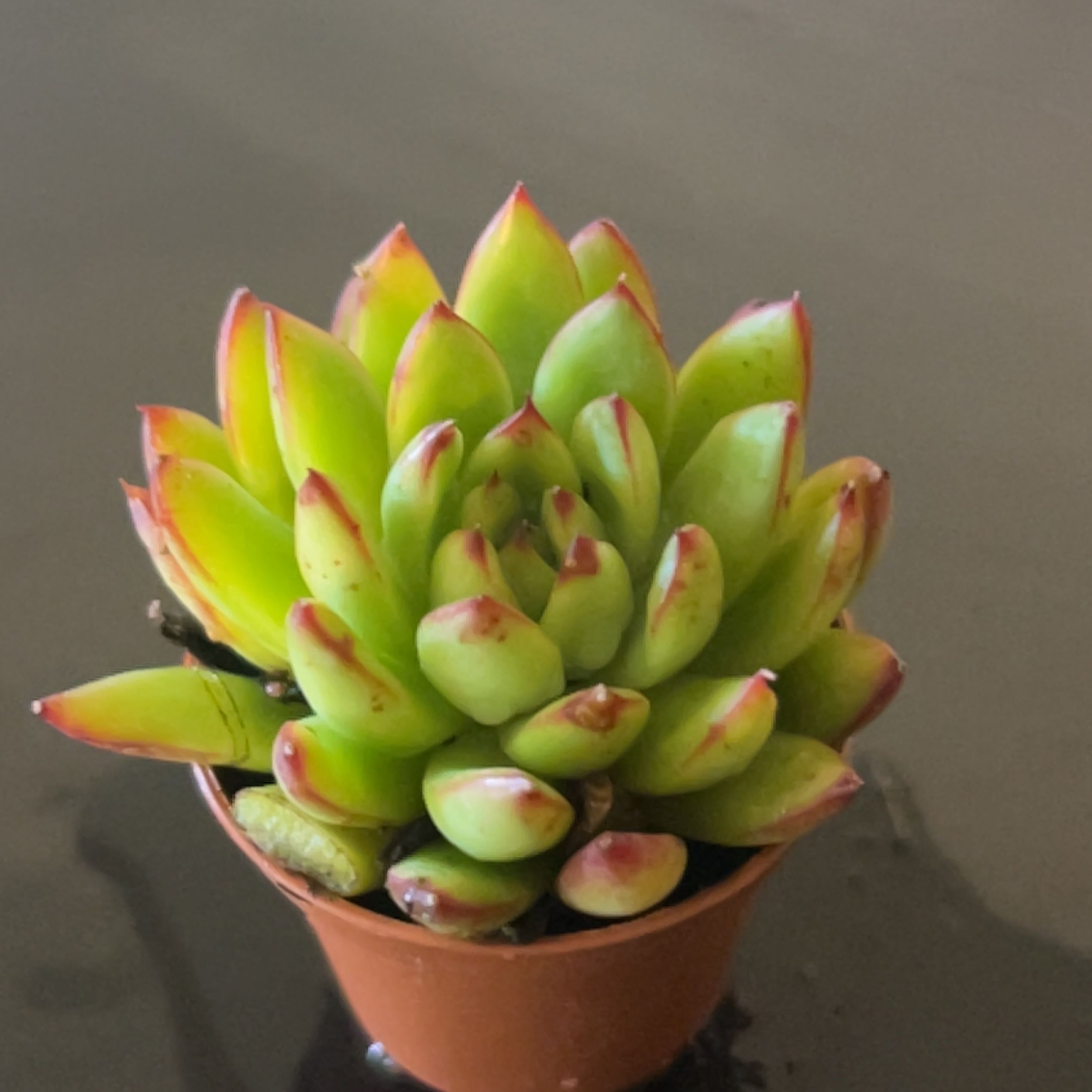 Lydia | A plant by @GodlyGreenbeans on Greg