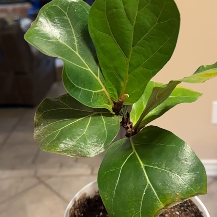 Gregarious | A plant by @RelaxedRamsons on Greg