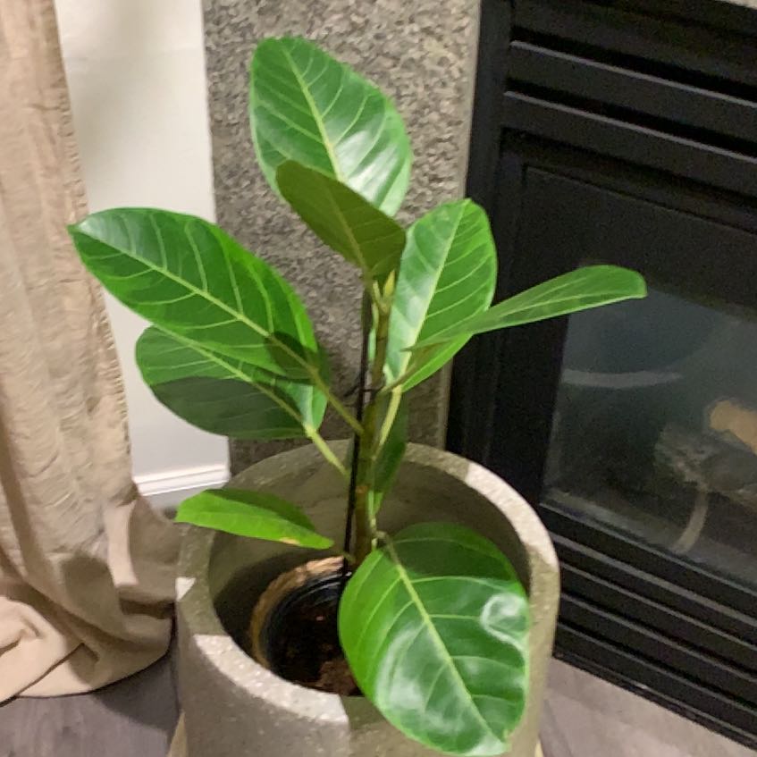 The Complete Ficus 'Golden Gem' Plant Care Guide: Water, Light & Beyond