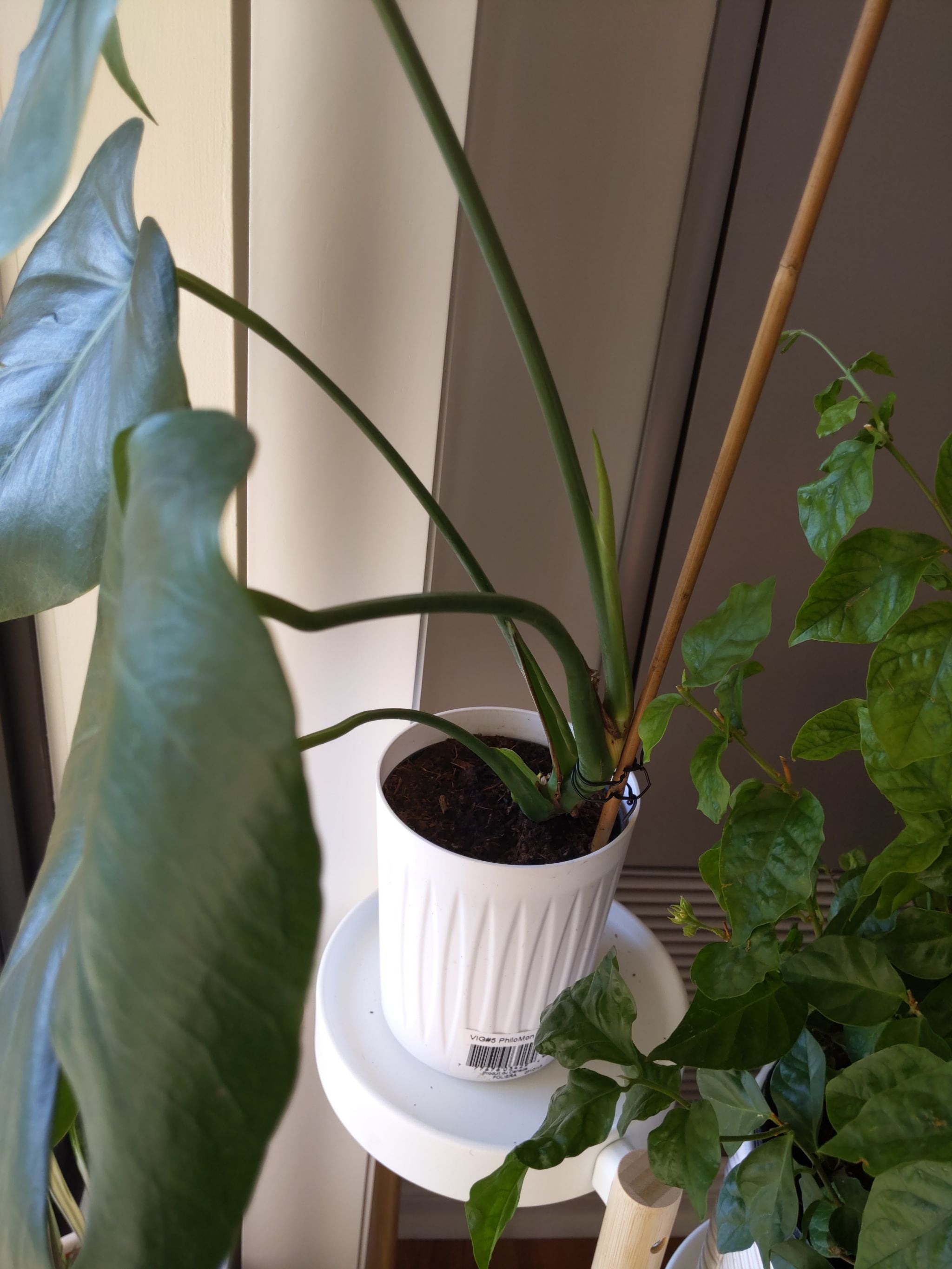 Monstera pinnatipartita 'Siam' Plant Care: Water, Light, Nutrients ...