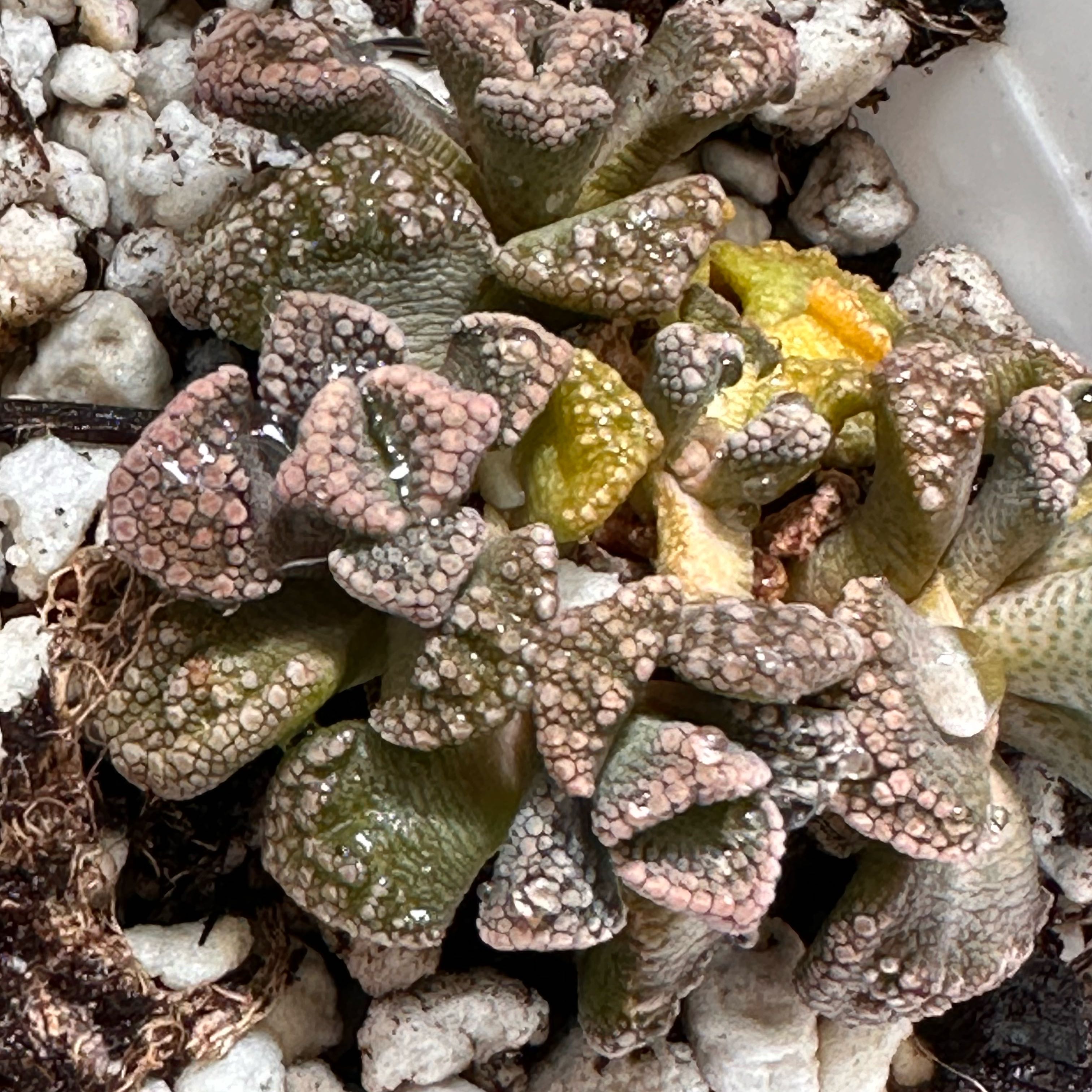 Propagating Concrete Leaf: Step-by-Step Guide