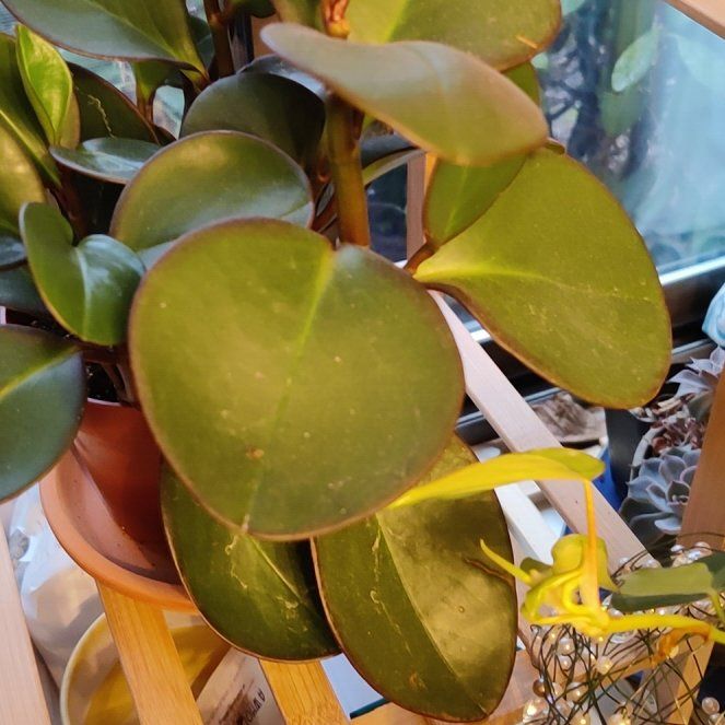 Taylor Swift | A plant by @SavvyWoodavens on Greg