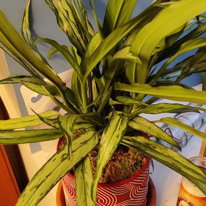 Zeus | A plant by @SavvyWoodavens on Greg