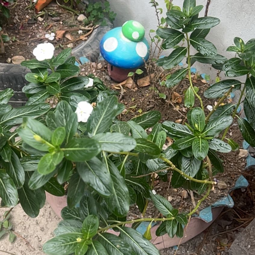 Rihanna | A plant by @UptodateBeans on Greg