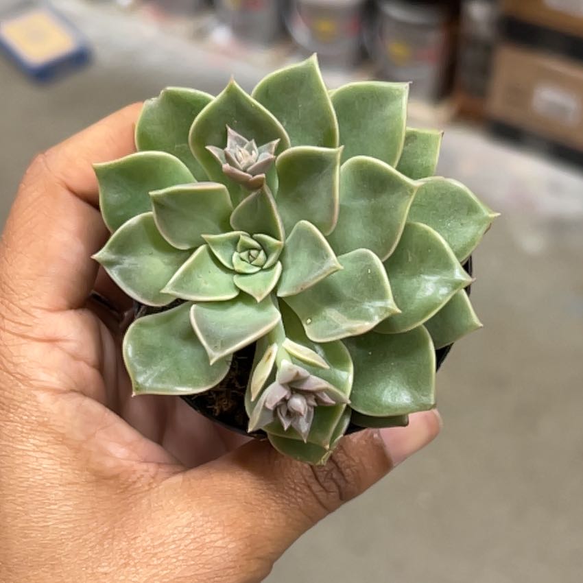 🌞 Why Are the Leaves on My Taciveria 'Tasha' Turning Yellow?