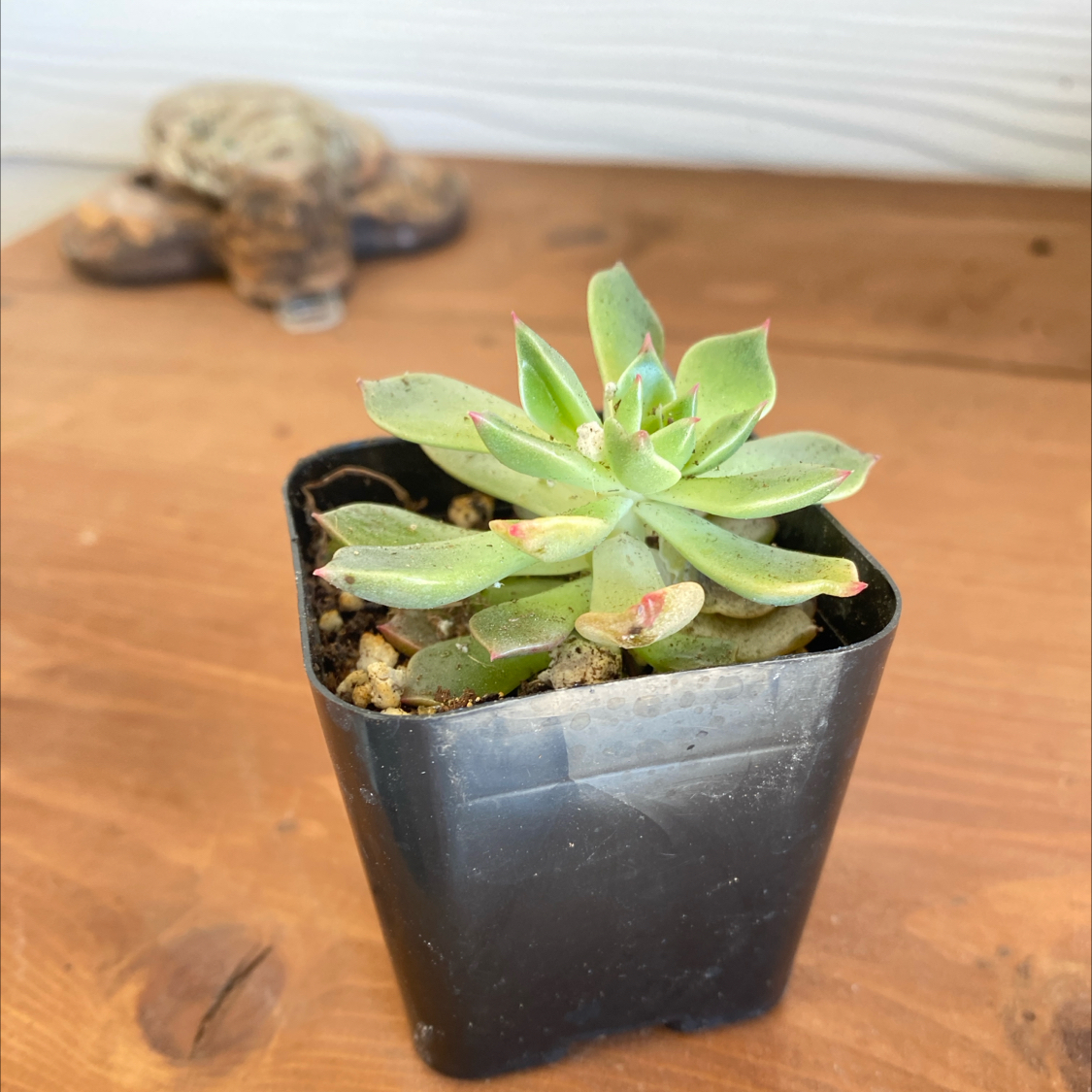 Clam | A plant by @PlantDaddyT on Greg