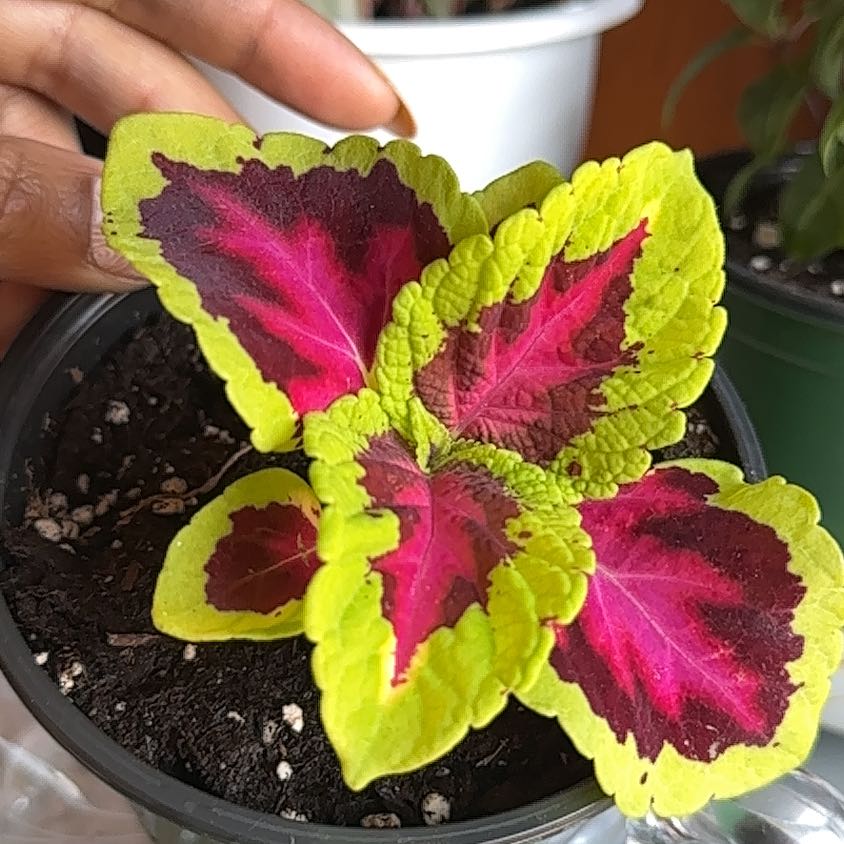 Bruce Lee | A plant by @KeyLargethyme on Greg