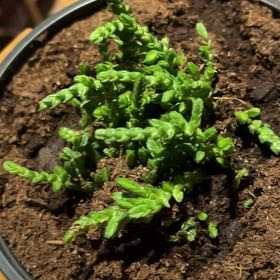 Achilles | A plant by @JoyousTauhinu on Greg
