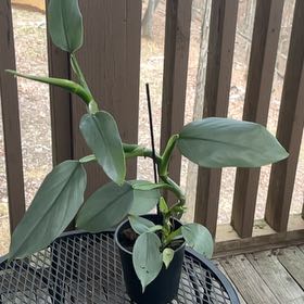 Gregarious | A plant by @GAofficeOasis on Greg
