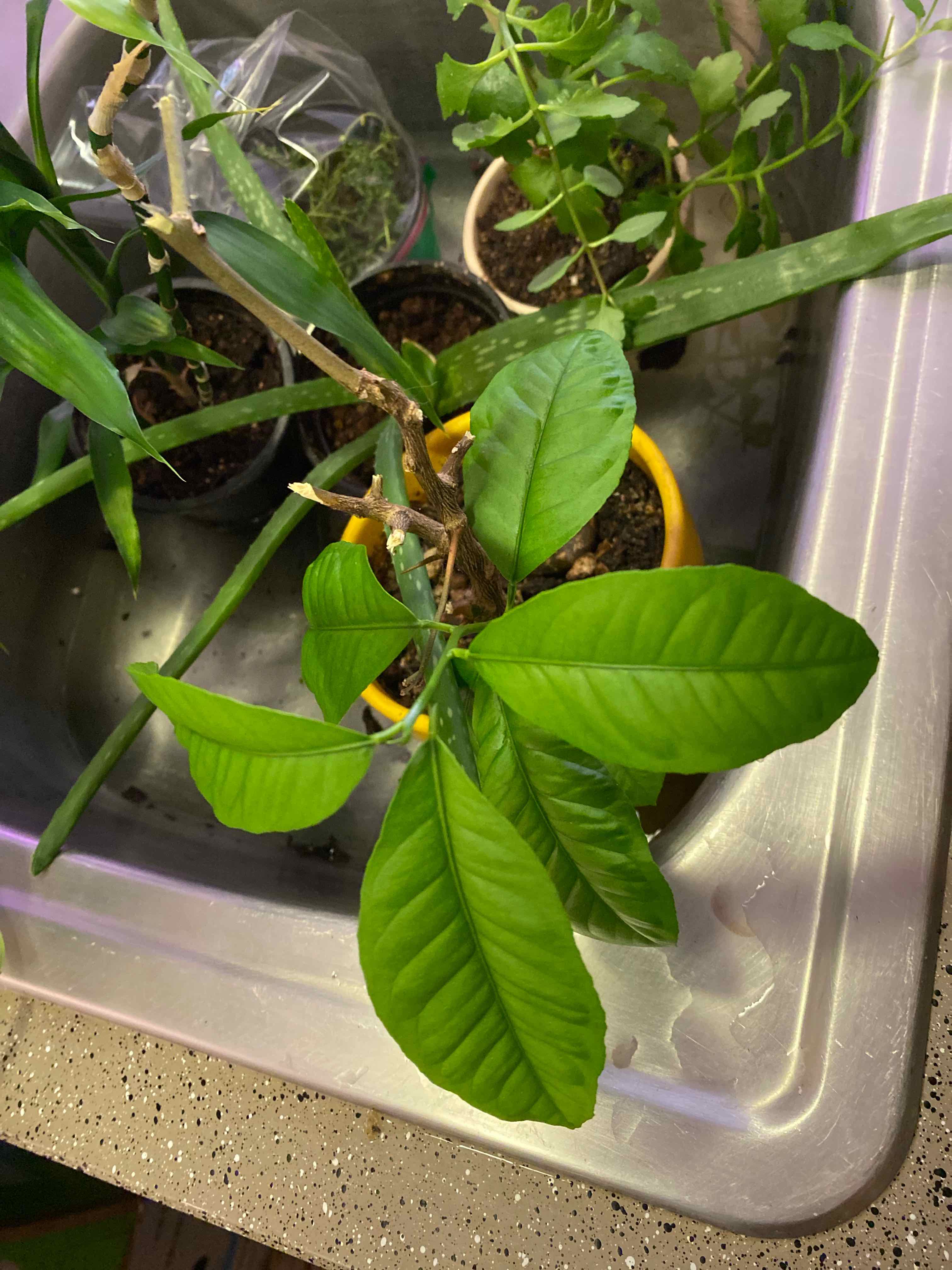 Grapefruit Tree Root Rot Solutions