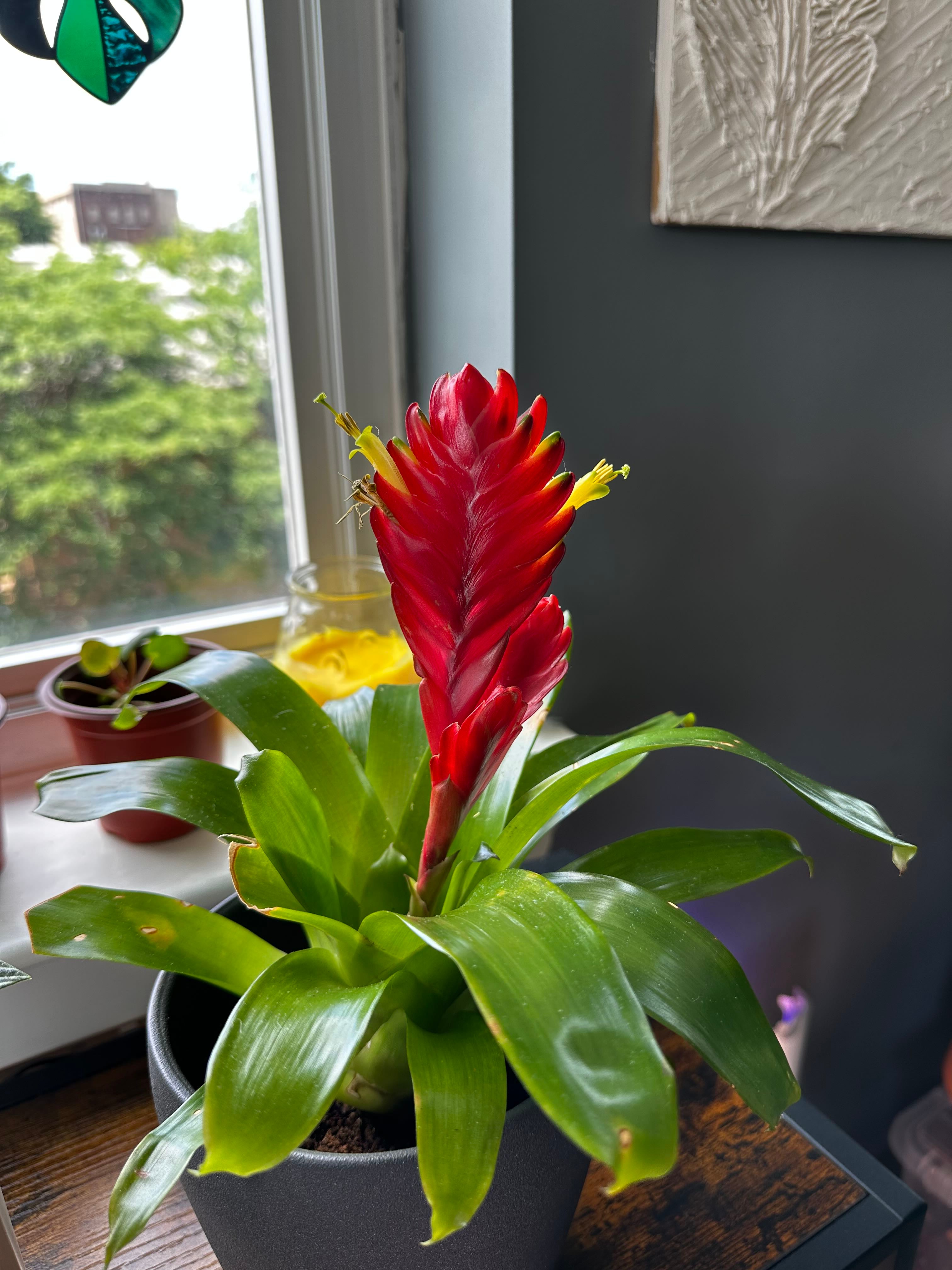 How to Care for Flaming Sword Bromeliad: Mastering Water, Sunlight & More