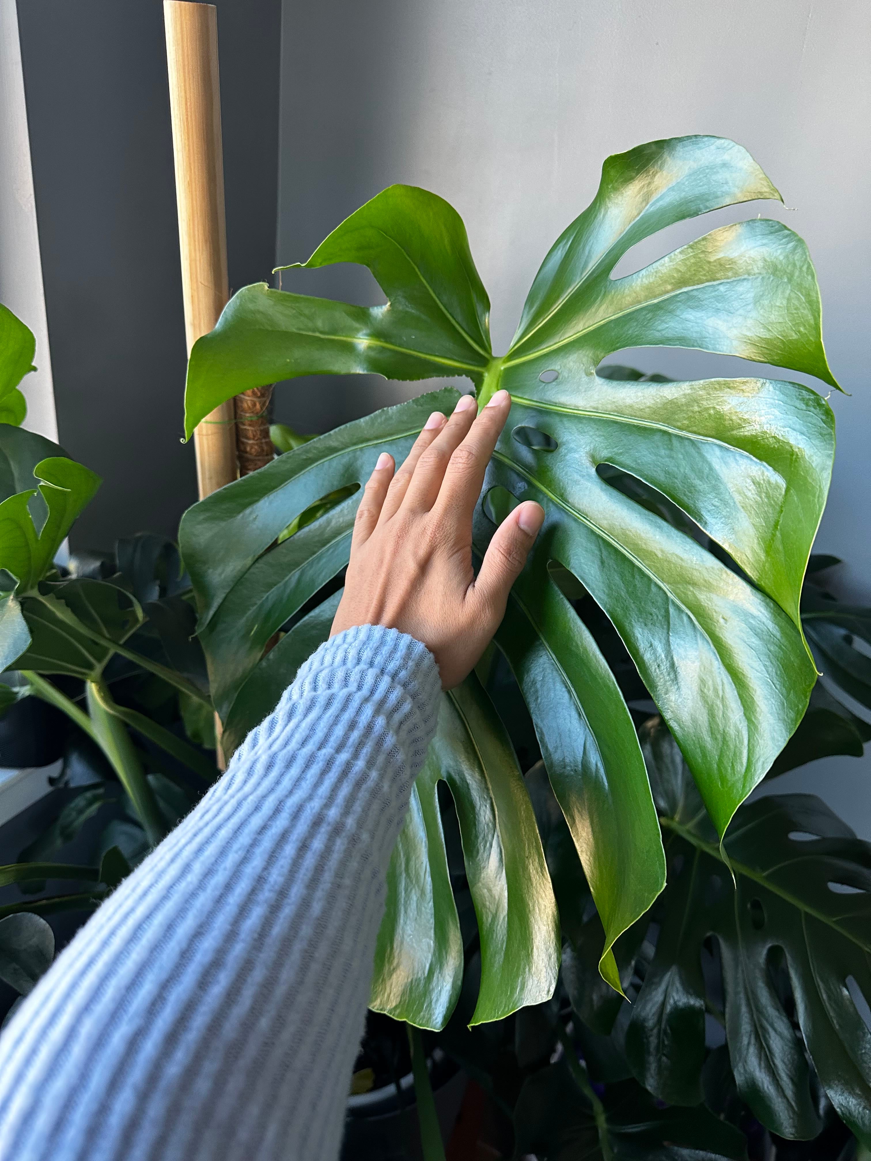 Monstera Radicans Plant Care: Water, Light, Nutrients | Greg App 🌱