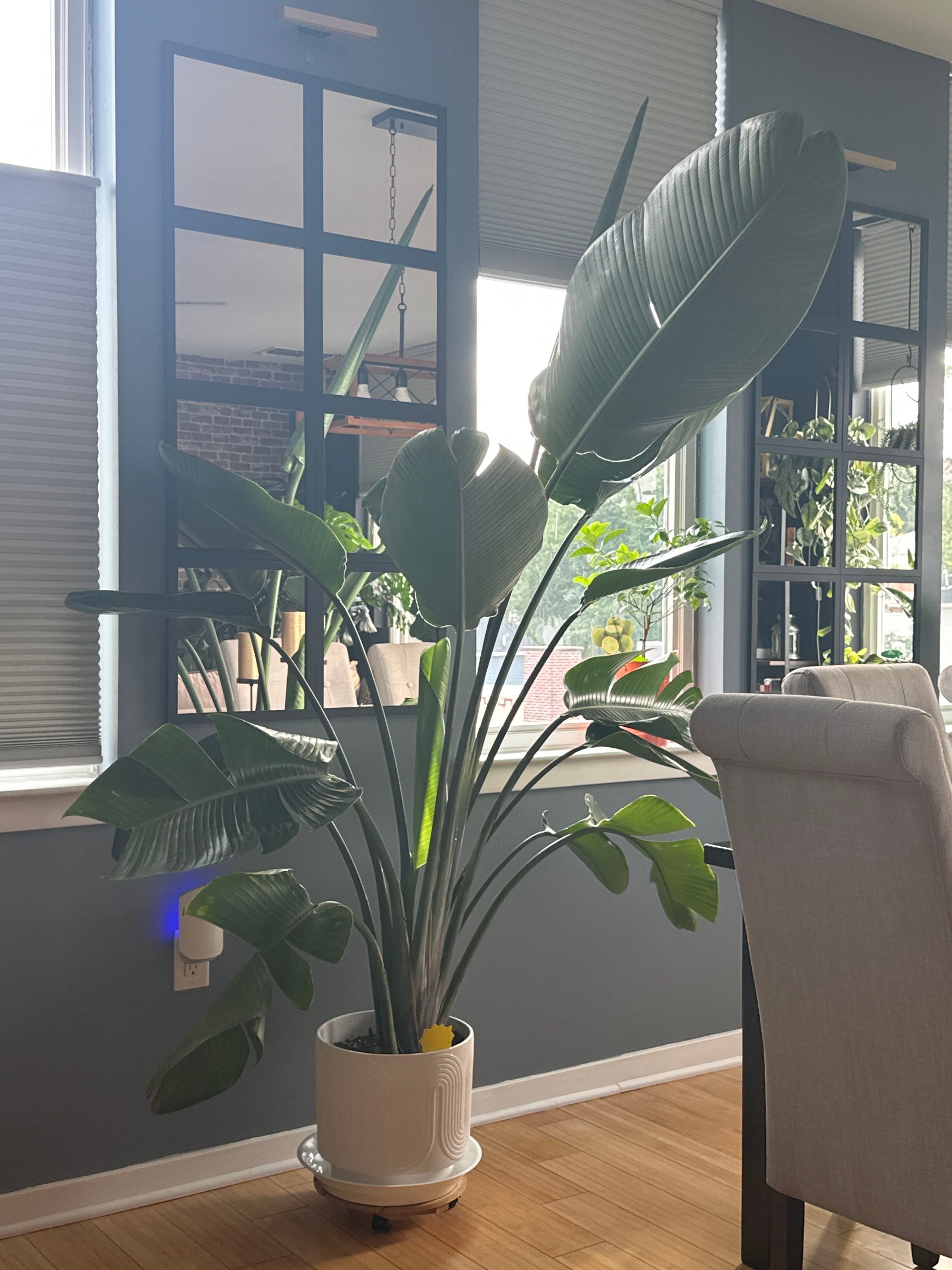 I finally managed to get her to open the bug leaf in the ...