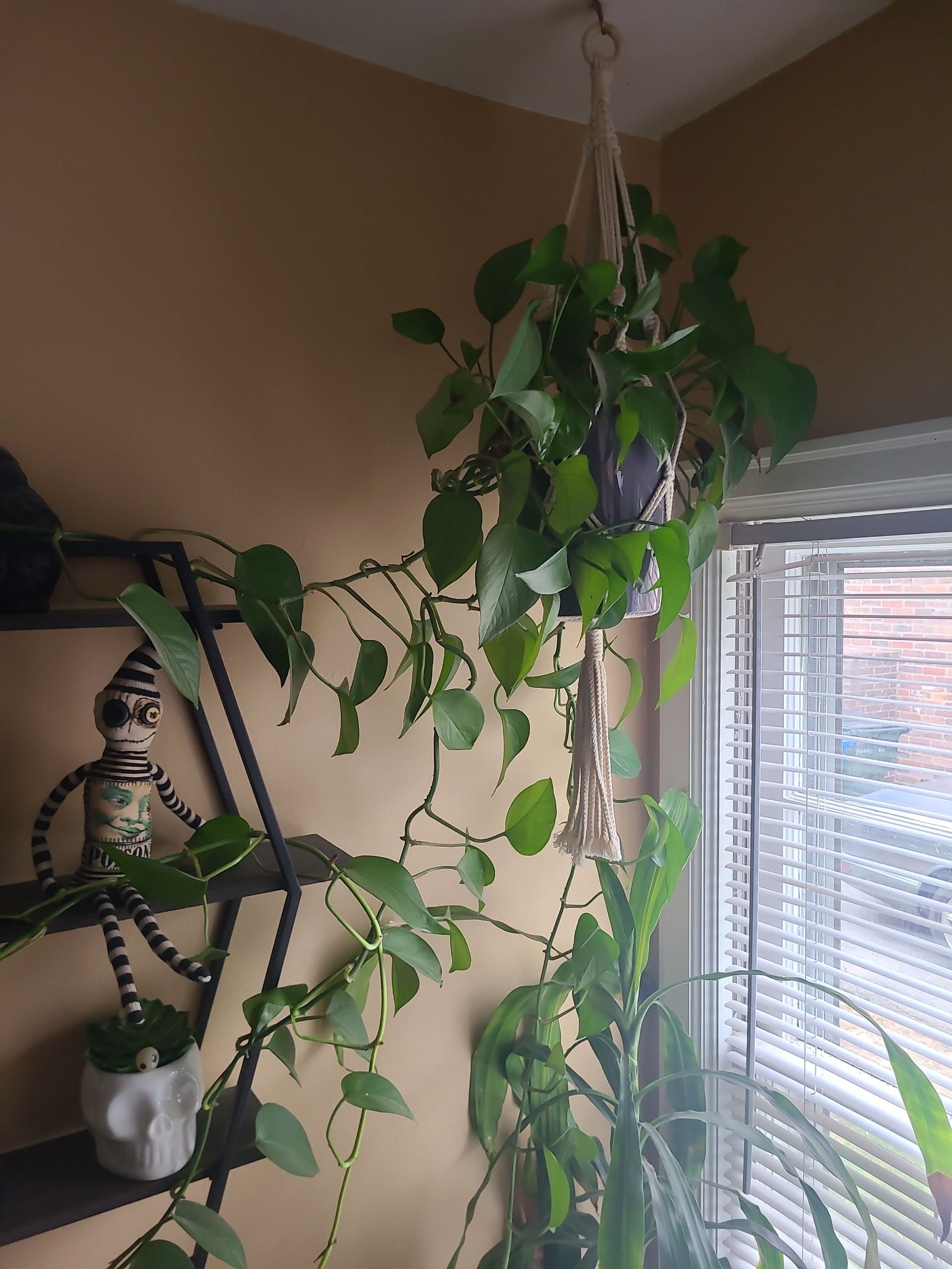 How often should you repot your indoor plants? I have som...