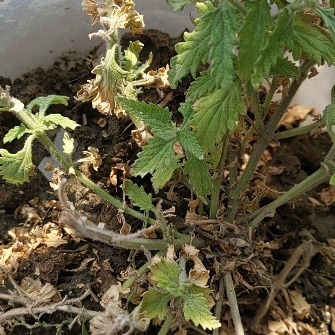 The Complete Goodding's Verbena Plant Care Guide: Water, Light & Beyond