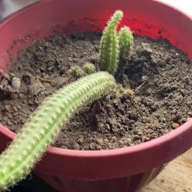 Gregarious | A plant by @ModelMakura on Greg