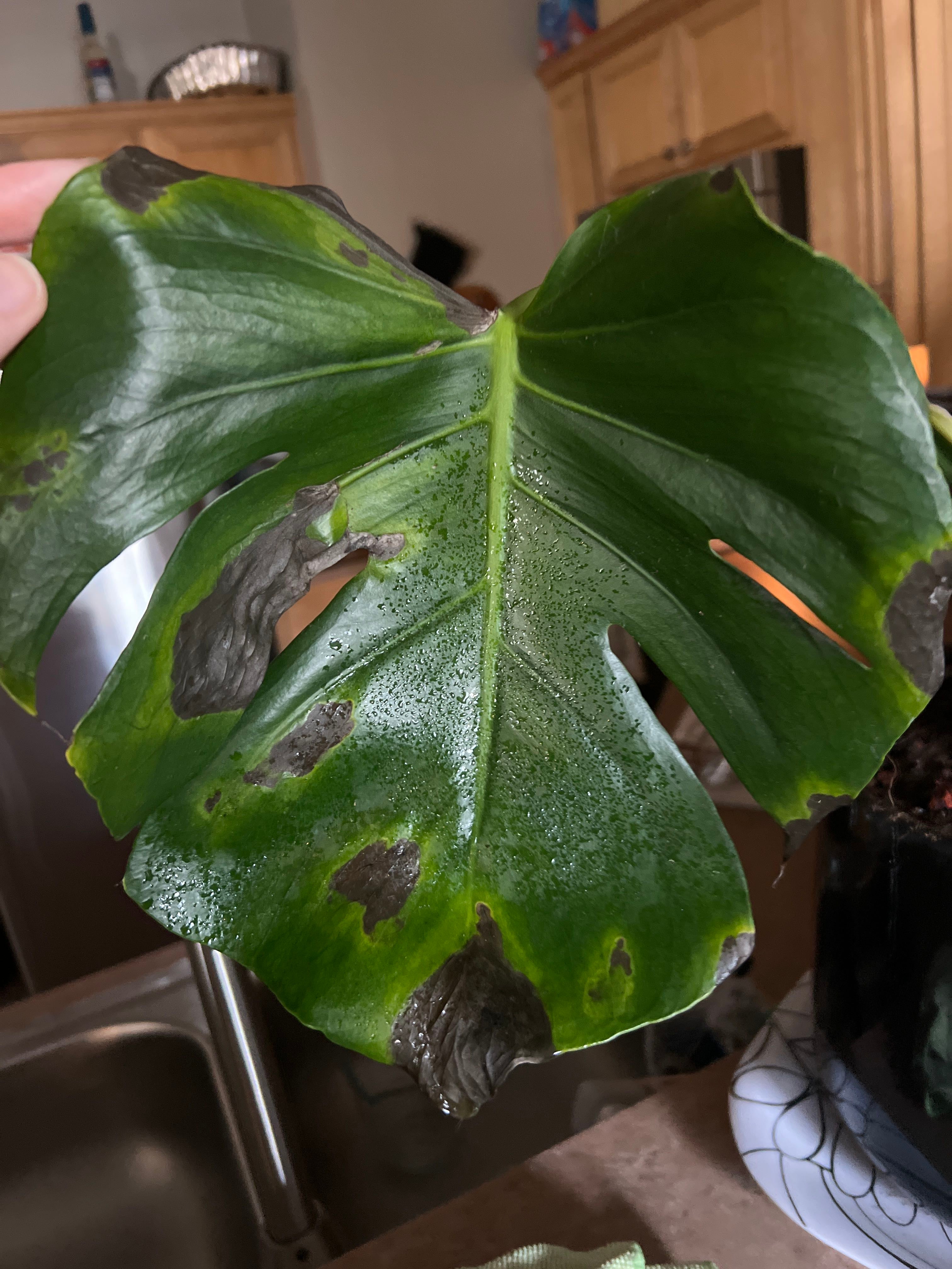 10 Advantages Of Having A Monstera