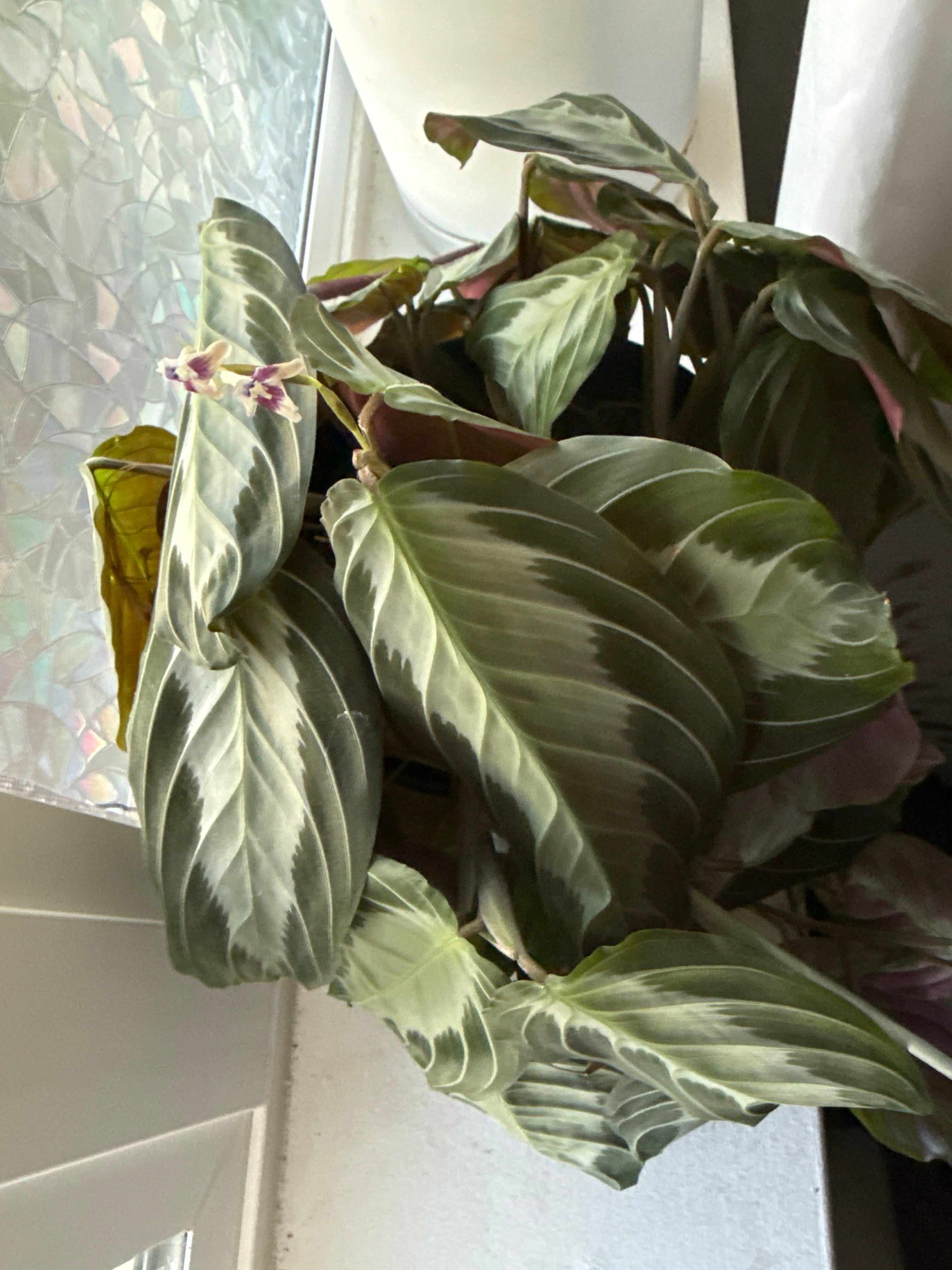 Got a cute flower on this girl very happy plant mom 🙂