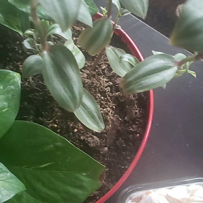 Athena | A plant by @TenableAnthemis on Greg