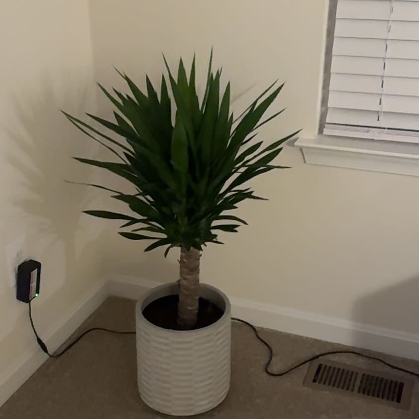 Emerson | A plant by @UptodateAnise on Greg