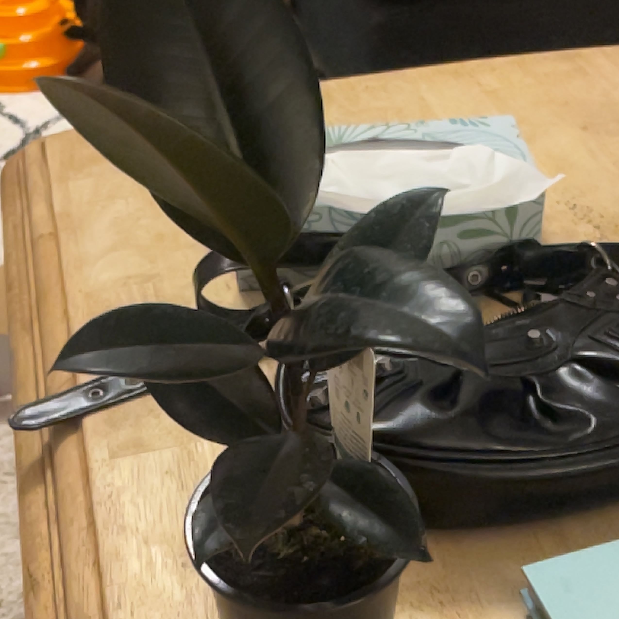 Nerf | A plant by @BonafideIvy on Greg