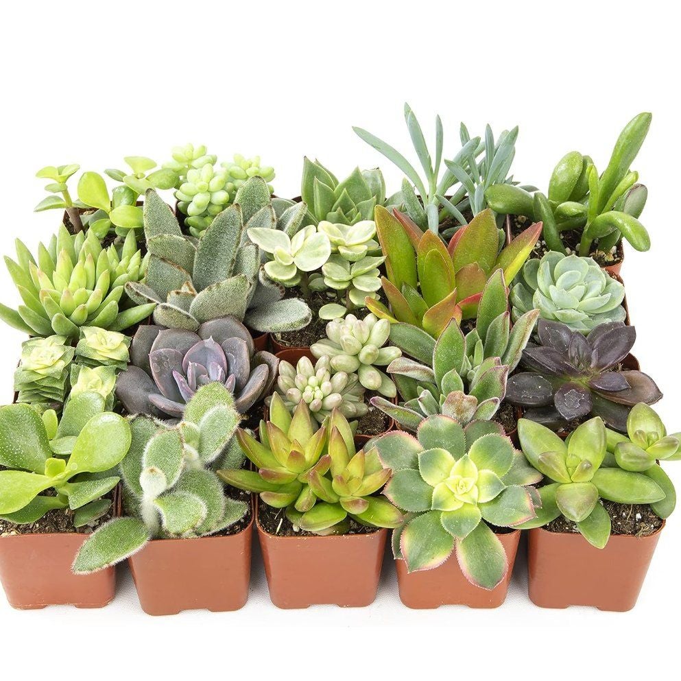 Messi | A plant by @ConsonantFern on Greg