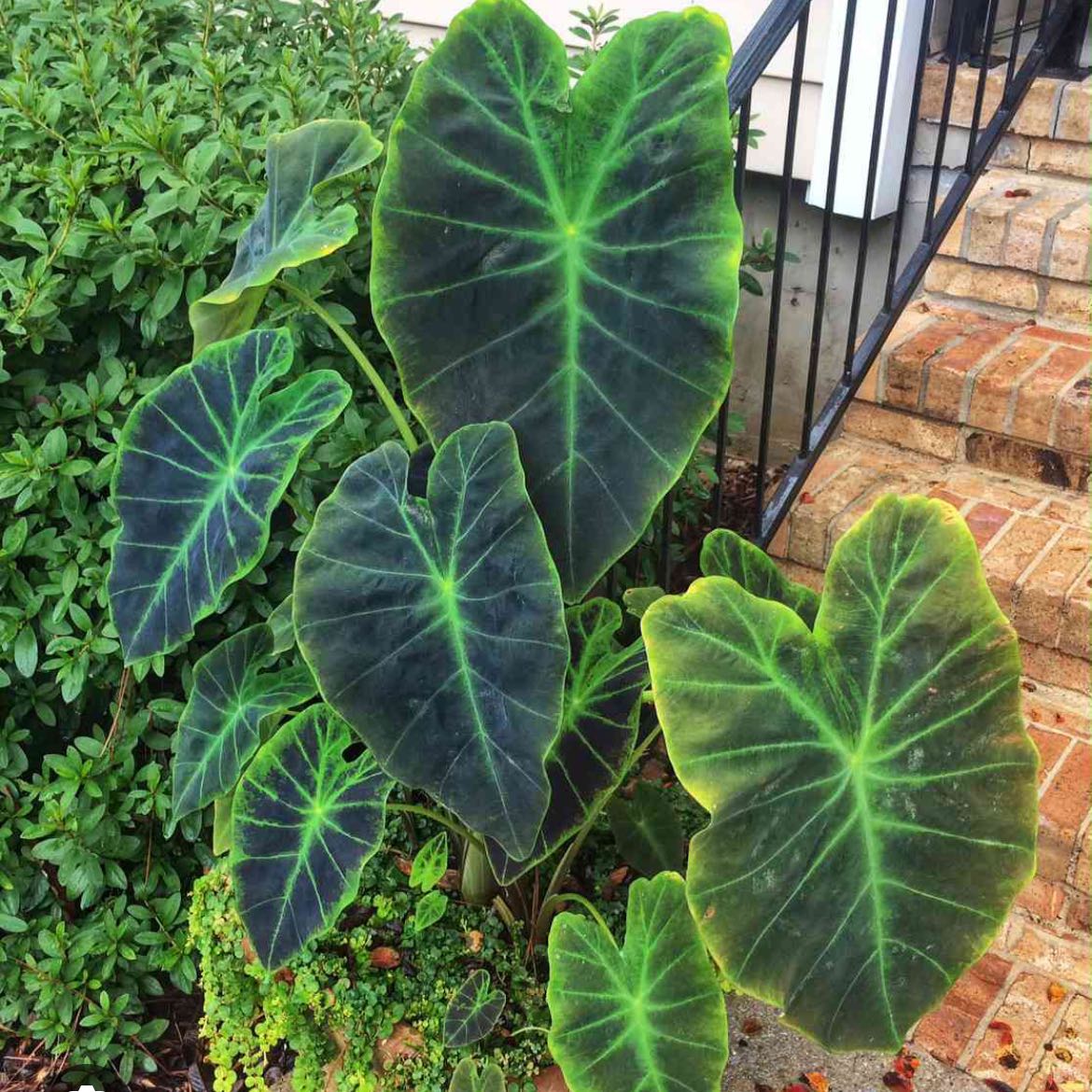 Captain Plant-it | A plant by Sara on Greg