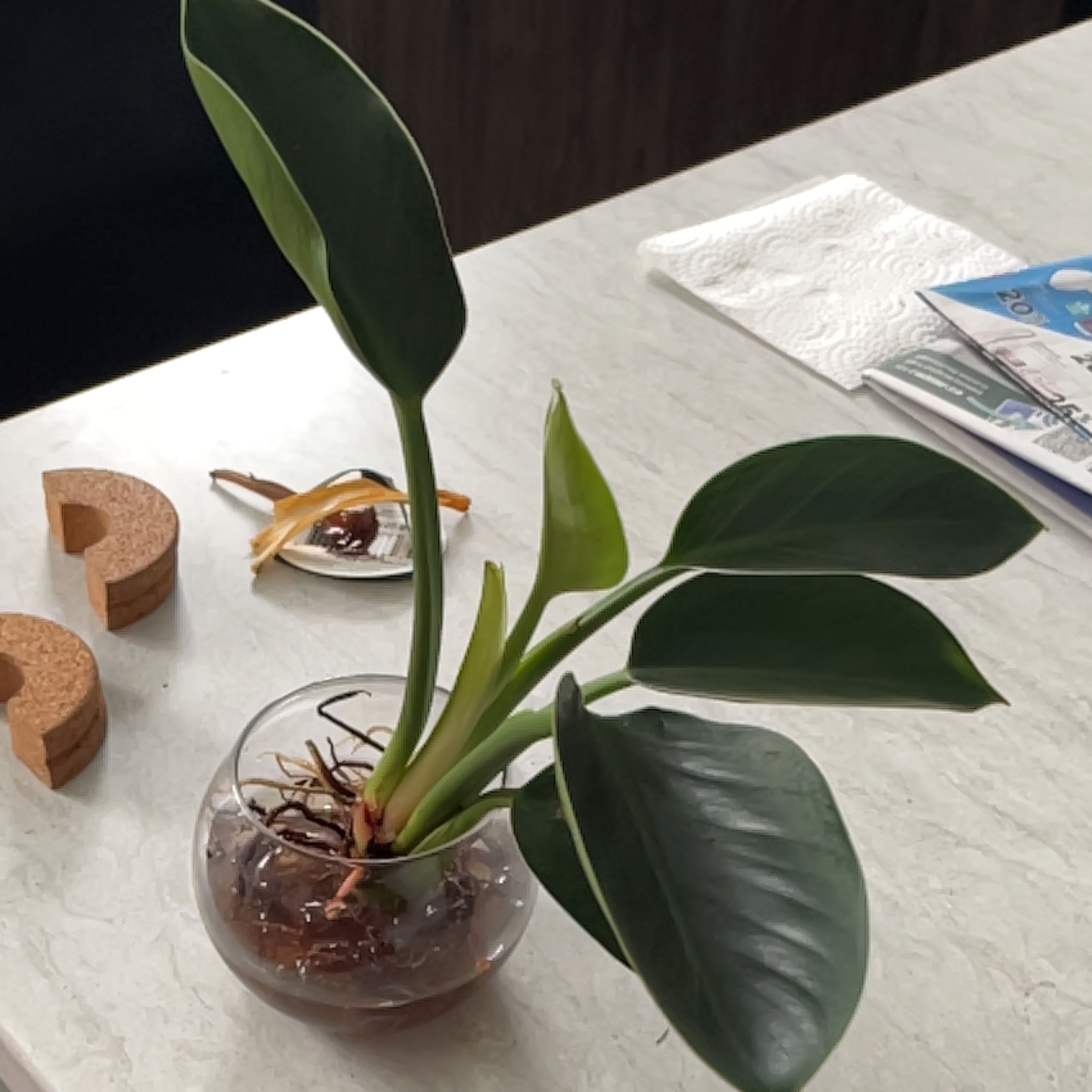 Congo Apple Philodendron: How Much Water & Light Does it Need to Thrive?