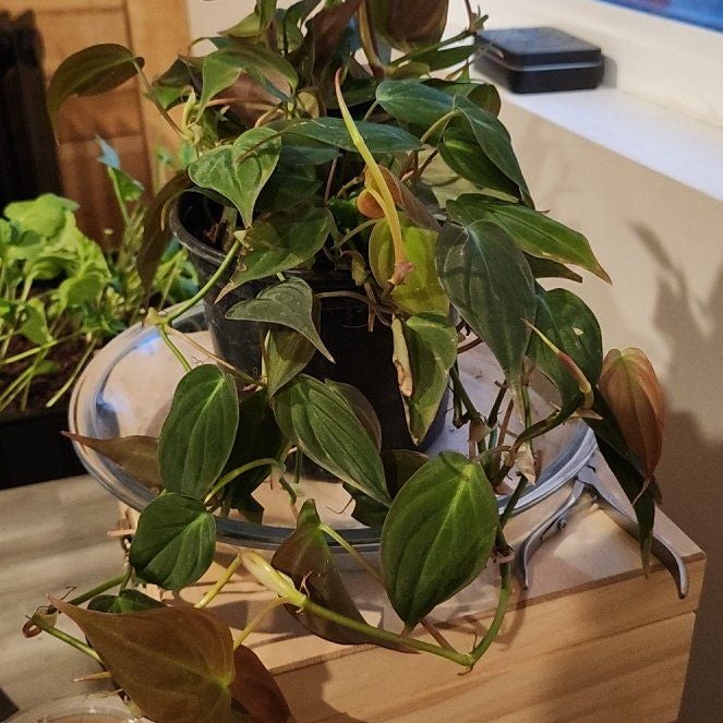 Leaf Erickson | A plant by @WiredHogpeanut on Greg