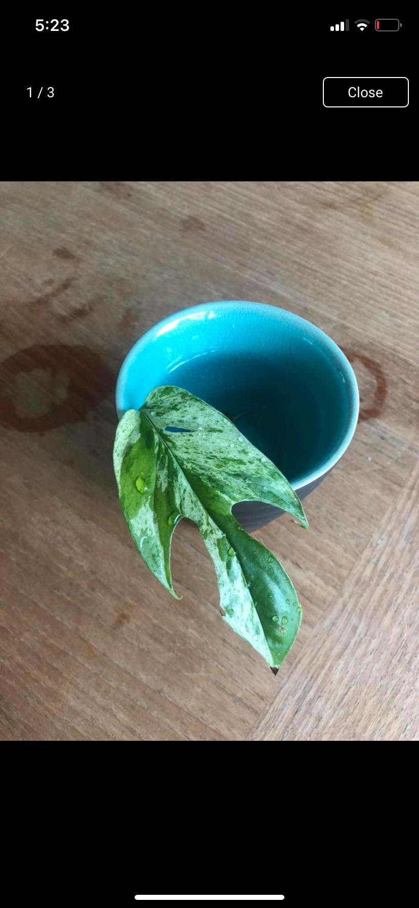 Why Are My Monstera dubia 'Green Form' Leaves Mushy?