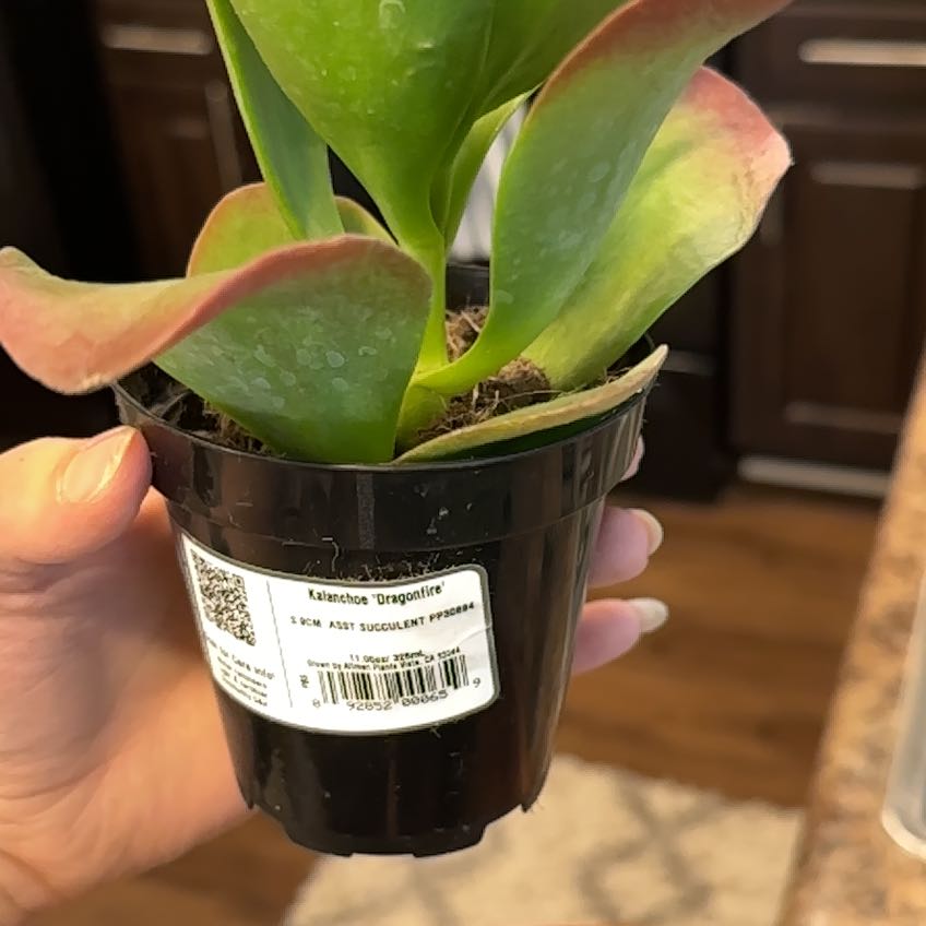 Kalanchoe Dragonfire | A plant by @PrimoWormplant on Greg