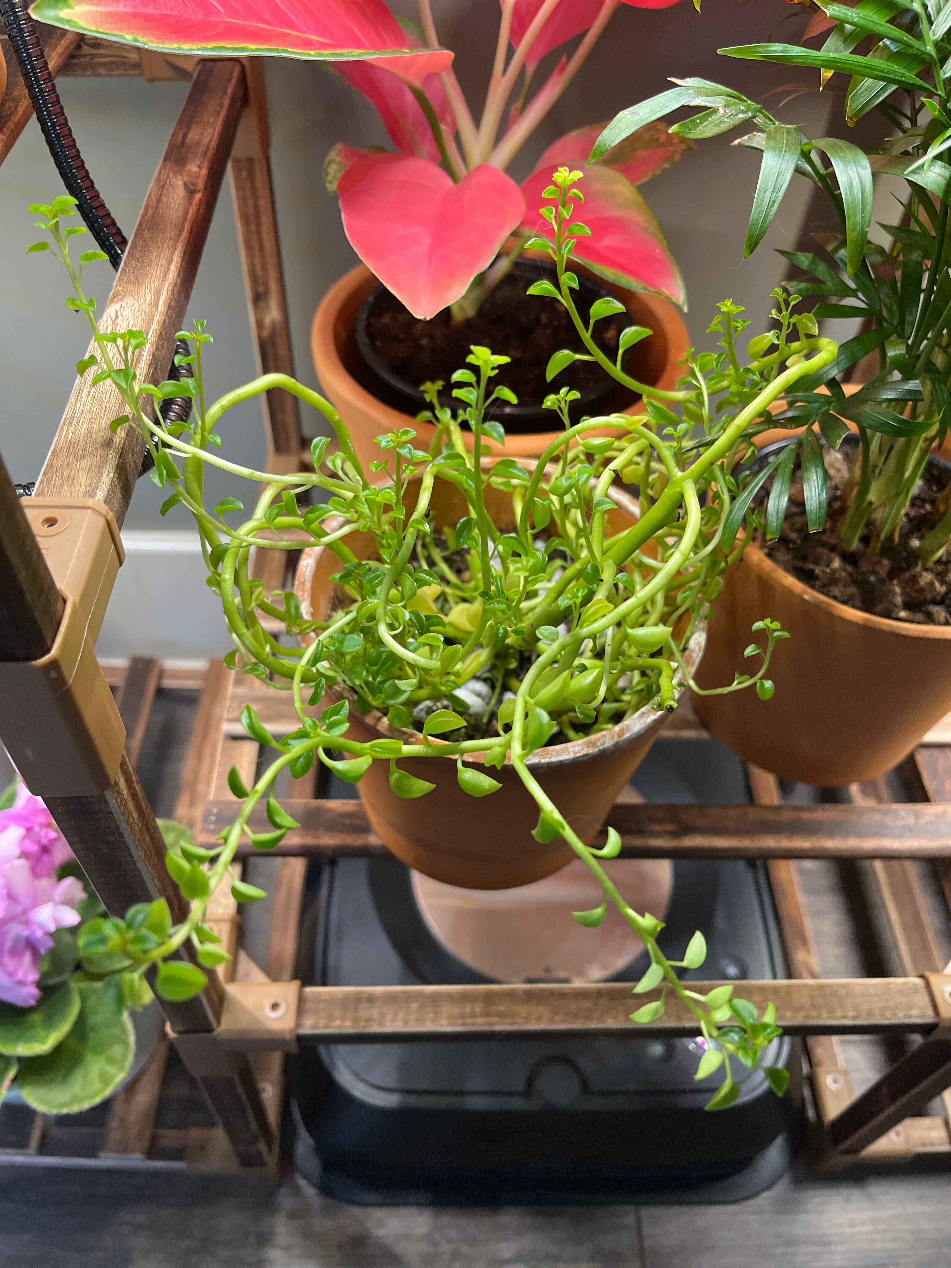 Radiator Plant Plant Care: Water, Light, Nutrients | Greg App 🌱