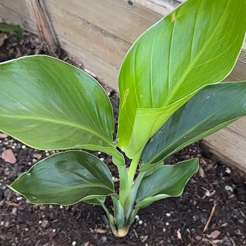 Plato | A plant by @RetentiveTomato on Greg