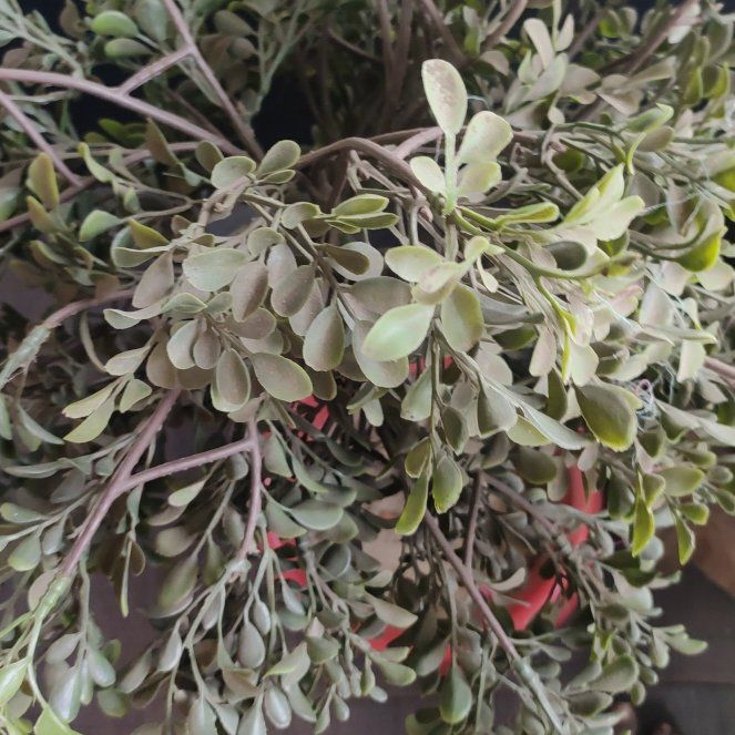 Xena | A plant by @RelieverLemon on Greg