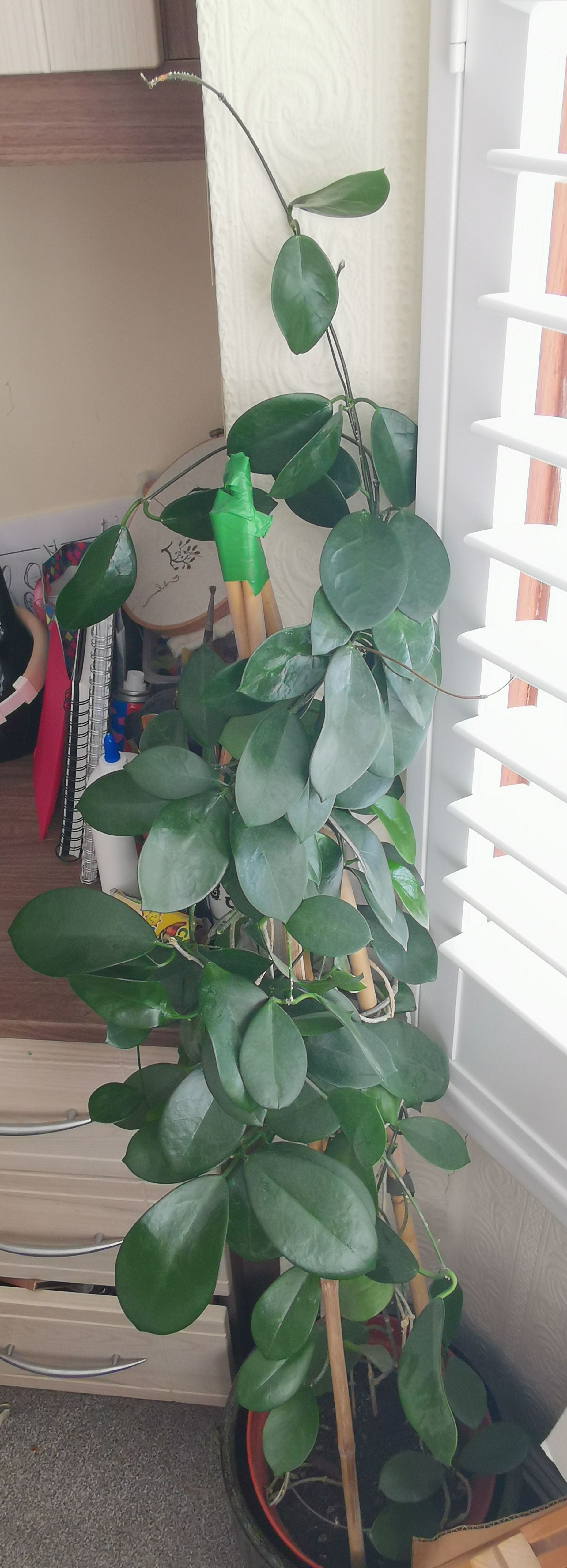 Hoya Lima Splash Care 101: Water, Light & Growing Tips