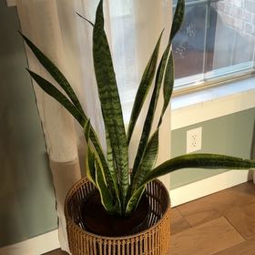 Marley | A plant by @NiftyApplerose on Greg