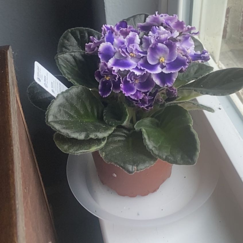Simba | A plant by @TerrificZzplant on Greg