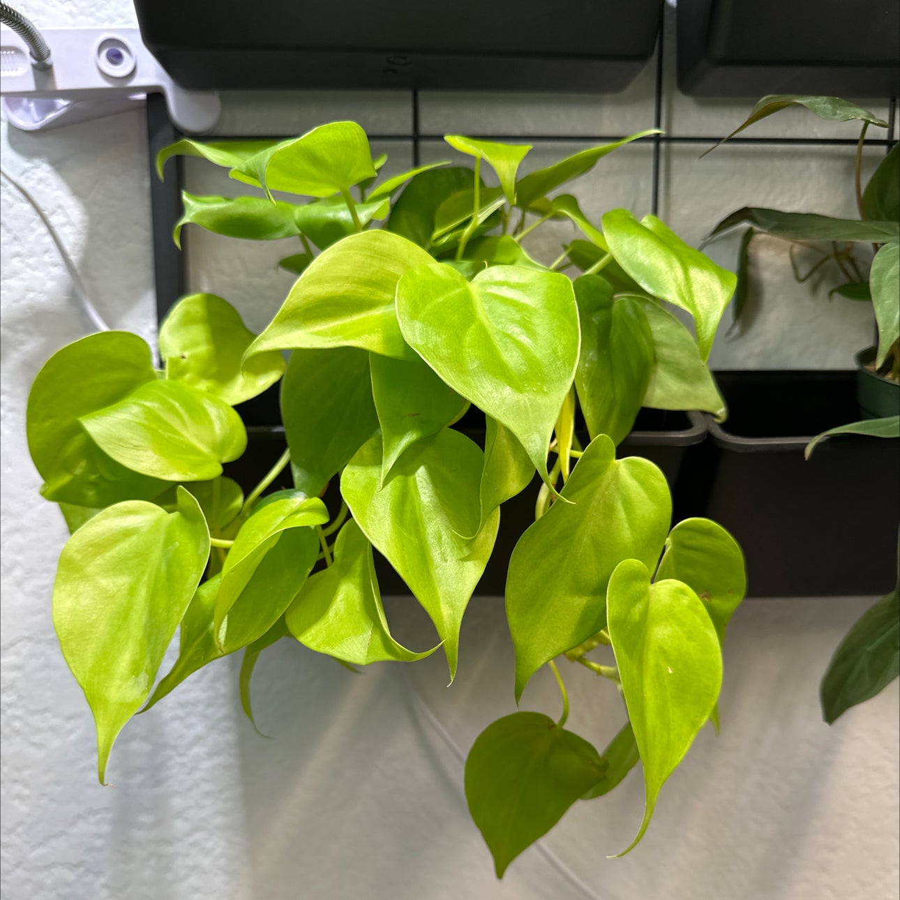 Sprite | A plant by @StunningGray on Greg