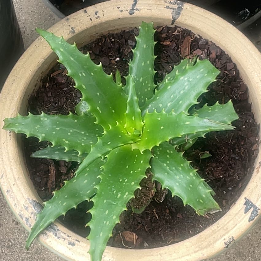 My Aloe Night Sky's Light Needs