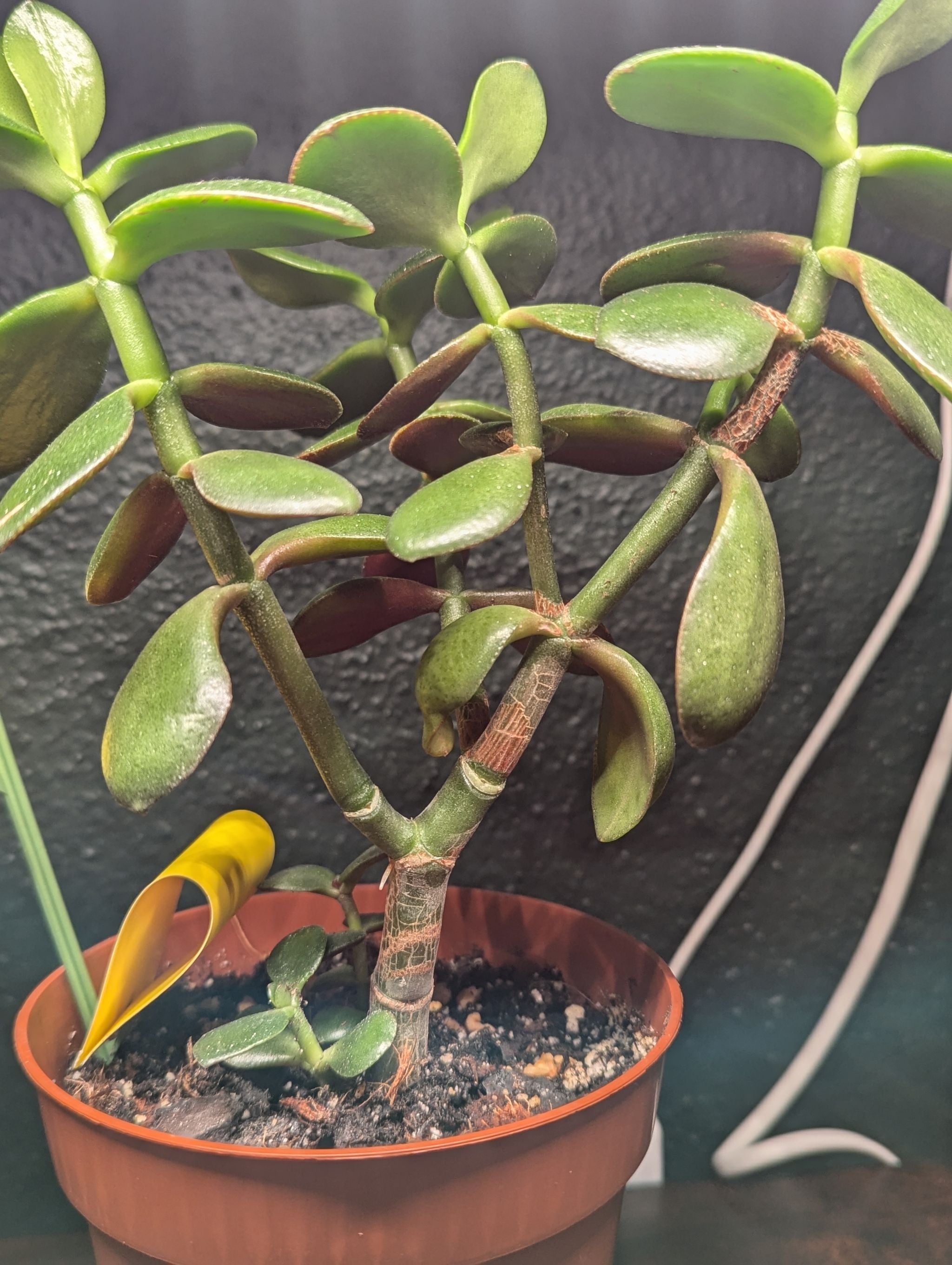 How Do I Cure crassula hemisphaerica root rot?
