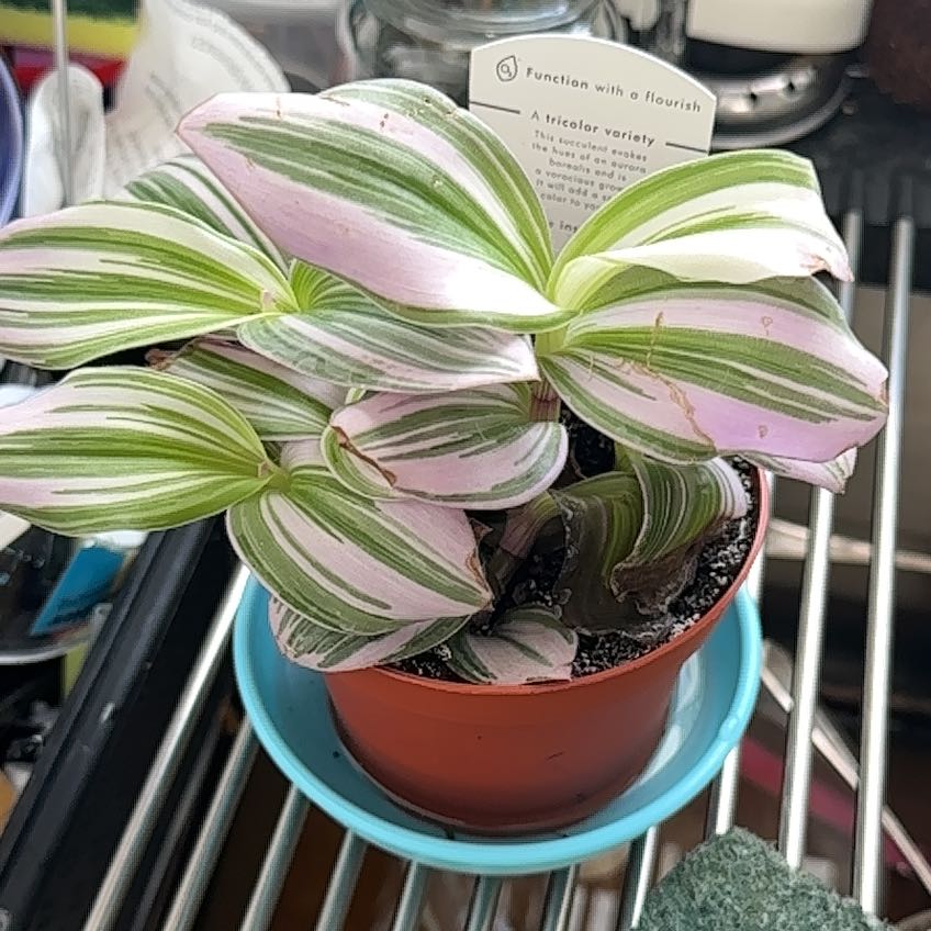 Marley | A plant by @WholeSugarcane on Greg