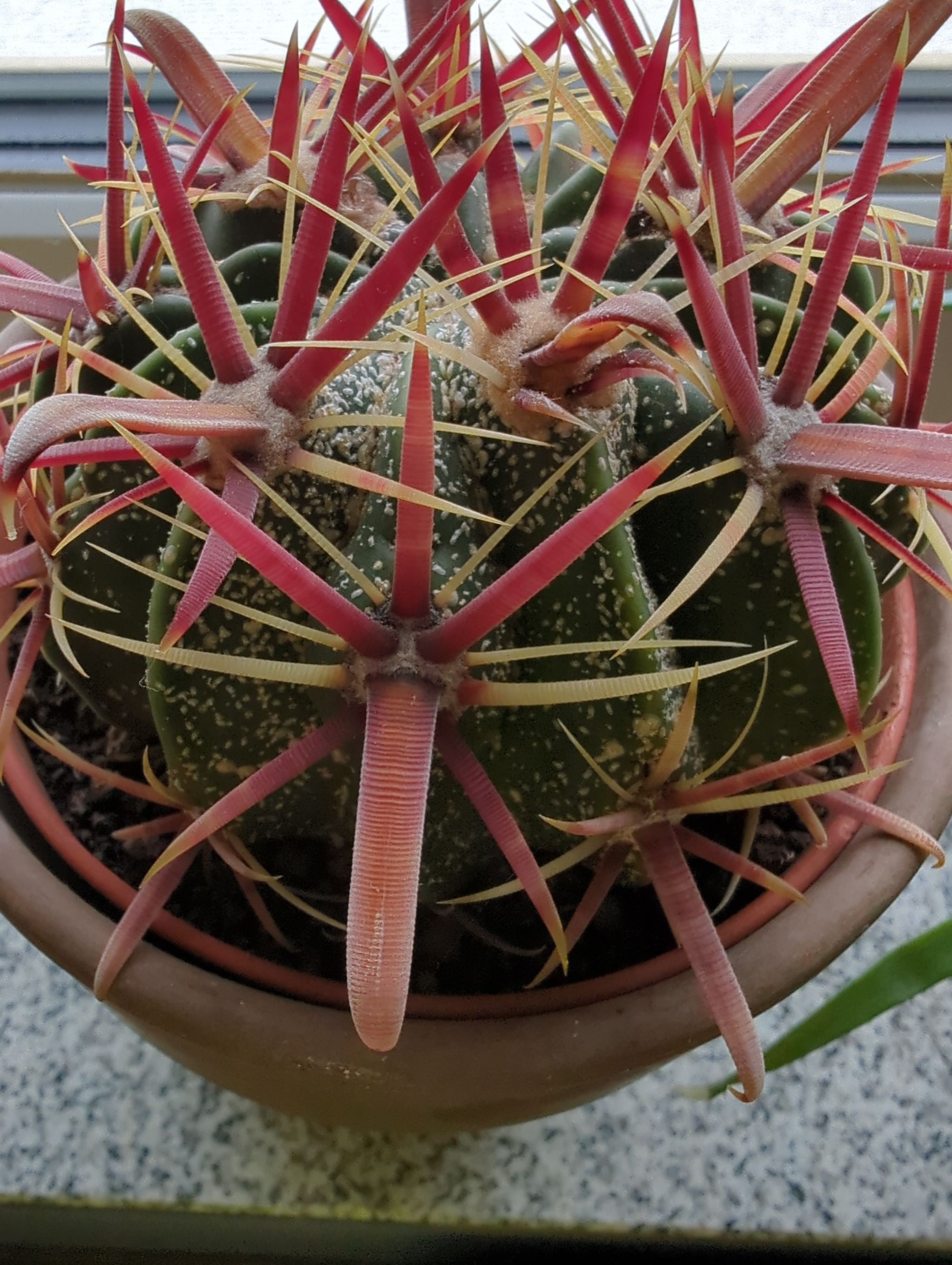 🌵 Ultimate Guide to Blue Barrel Cactus Roots