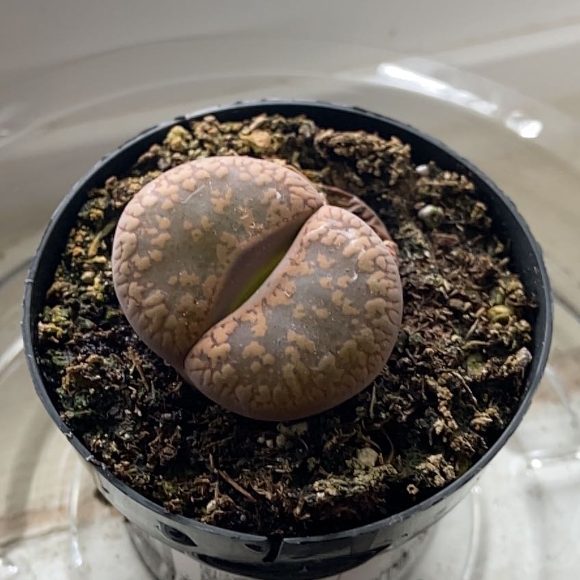 Nemo | A plant by @CuddlyBrushbox on Greg