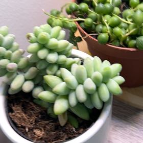 Marley | A plant by @DeftScarletsage on Greg