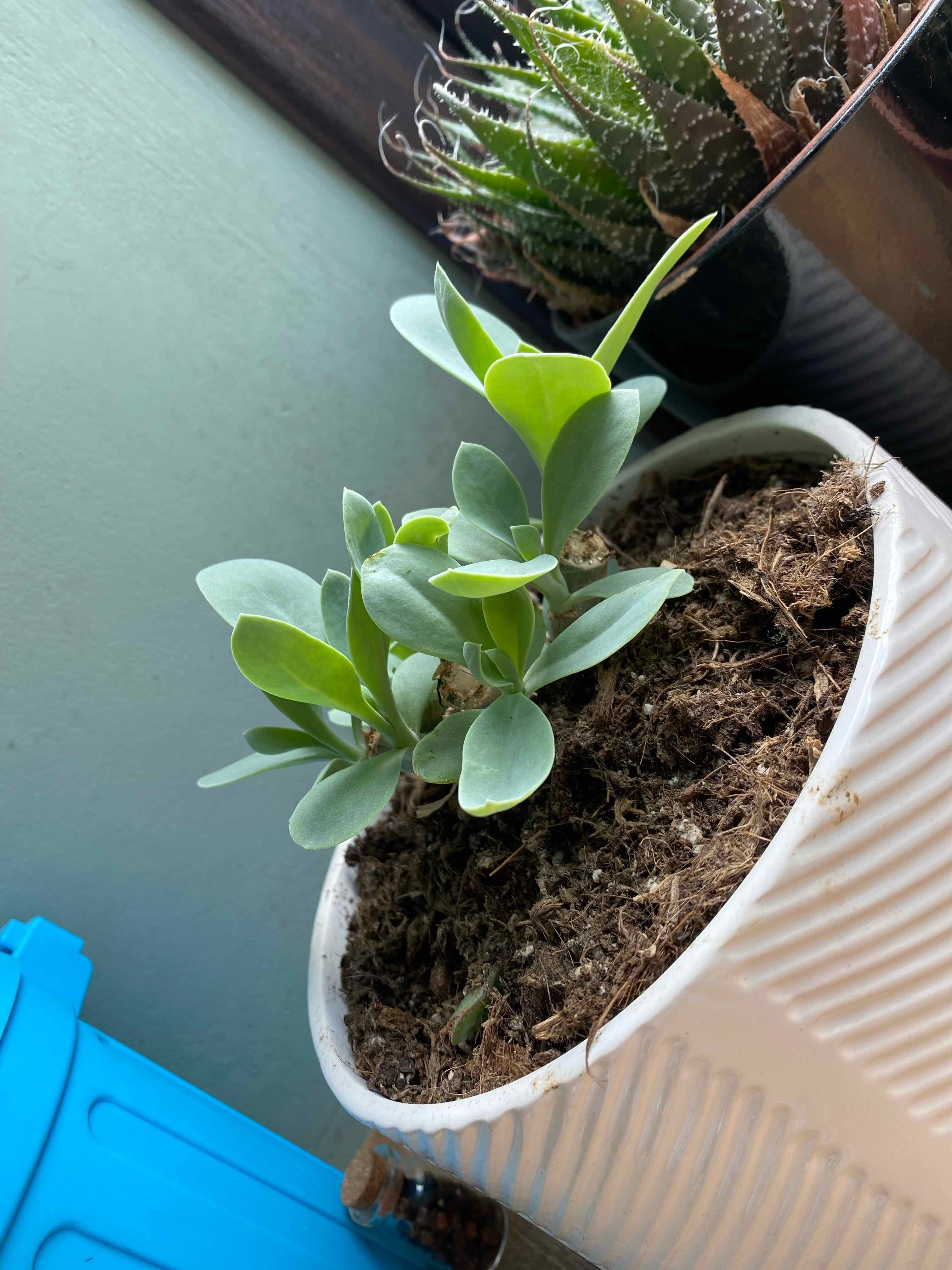 Year-Round Light Requirements For My Texas Barometer Bush