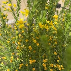 How to Care for Honey Euryops: Mastering Water, Sunlight & More